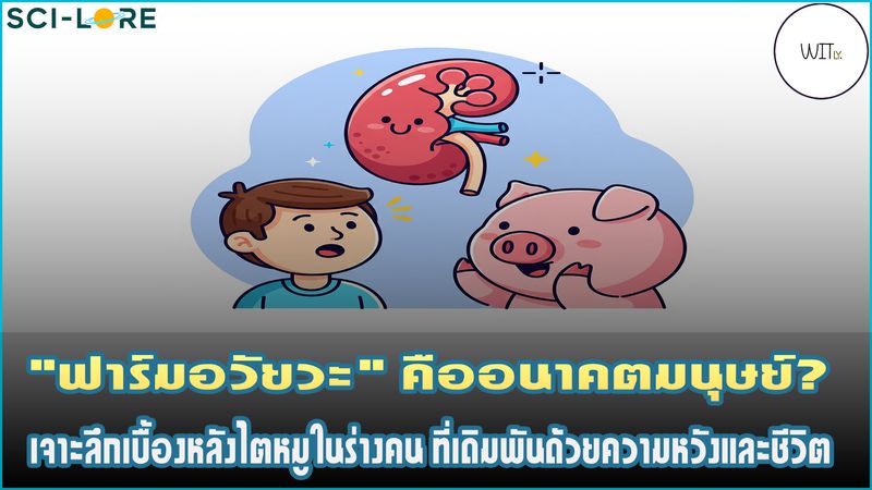 [Witly. - เปิดโลกวิทย์แบบเบา ๆ] 🦵 "ฟาร์มอวัยวะ" คืออนาคตมนุษย์? เจาะลึก ...