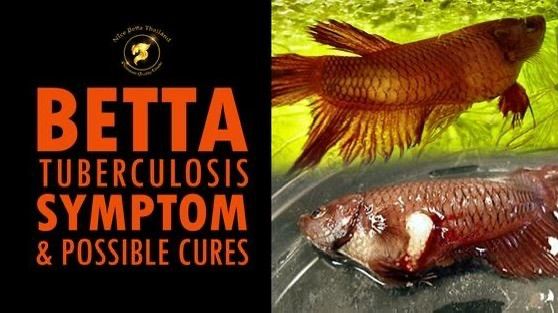 [Animalverse SocialFi] Betta Tuberculosis Before we get started to ...