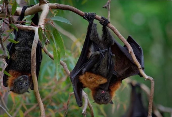 [แปลก] 609 สิ่งเจ๋งๆที่ซ่อนอยู่ในออสเตรเลีย 145. Fairfield / Fruit Bats ...