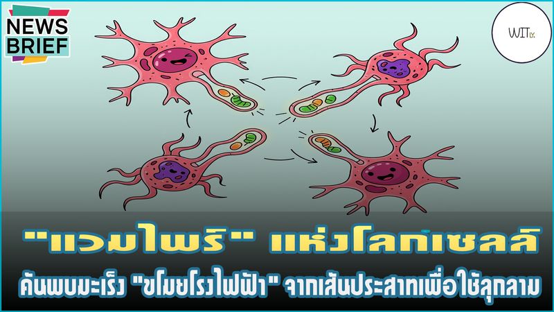 [Witly. - เปิดโลกวิทย์แบบเบา ๆ] 🧛‍♂️ "แวมไพร์" แห่งโลกเซลล์ | ค้นพบ ...