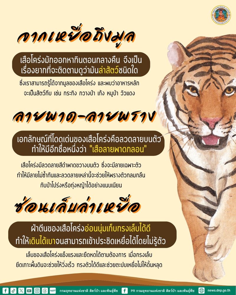 [กรมอุทยานแห่งชาติ สัตว์ป่า และพันธุ์พืช] จากเหยื่อถึงมูล , ลายพาด - ลายพราง , ซ่อนเล็บล่าเหยื่อ ...