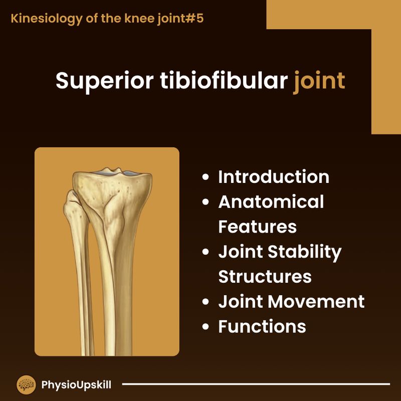 [Physioupskill] ## Episode133: Kinesiology of Knee joint#5 Superior ...