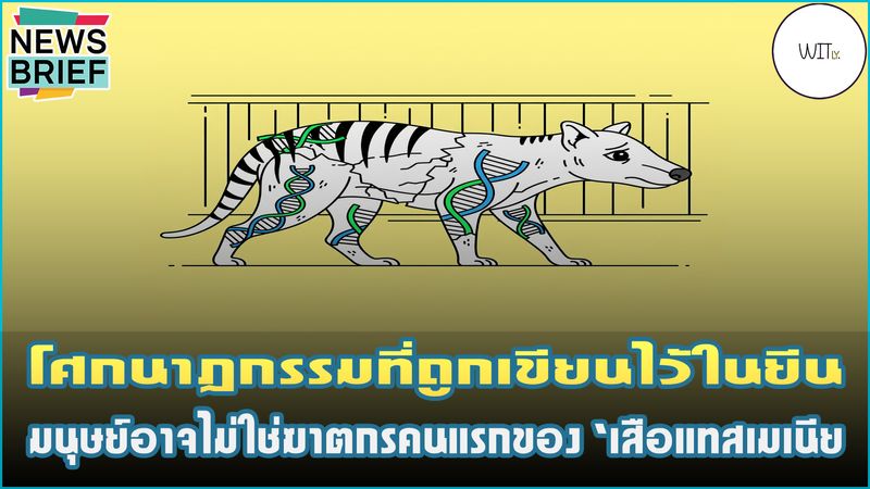 [Witly. - เปิดโลกวิทย์แบบเบา ๆ] 🐅 โศกนาฏกรรมที่ถูกเขียนไว้ในยีน: มนุษย์ ...