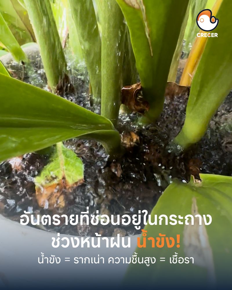 [C.Crecer ครีเซอร์ ] อันตรายที่ซ่อนอยู่ในกระถางช่วงหน้าฝน น้ำขัง ! 💦 หน้าฝนแบบนี้สิ่งที่อันตราย ...