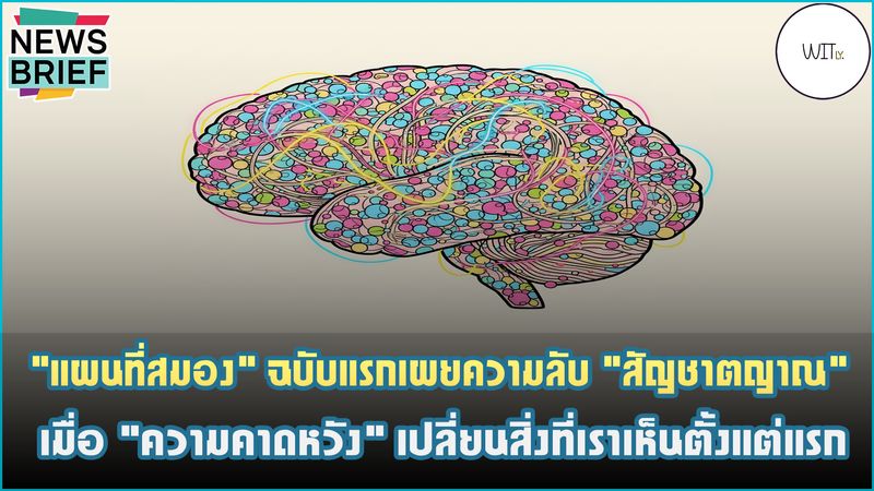 [Witly. - เปิดโลกวิทย์แบบเบา ๆ] 🧠 "แผนที่สมอง" ฉบับแรกเผยความลับ ...