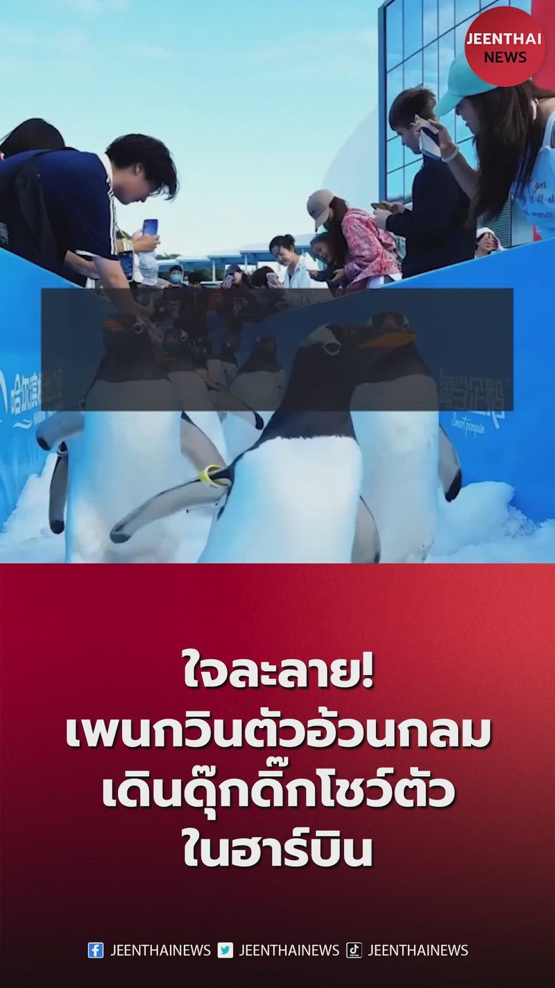 [JEENTHAINEWS] ใจละลาย! เพนกวินตัวอ้วนกลม เดินดุ๊กดิ๊กโชว์ตัวในฮาร์บิน