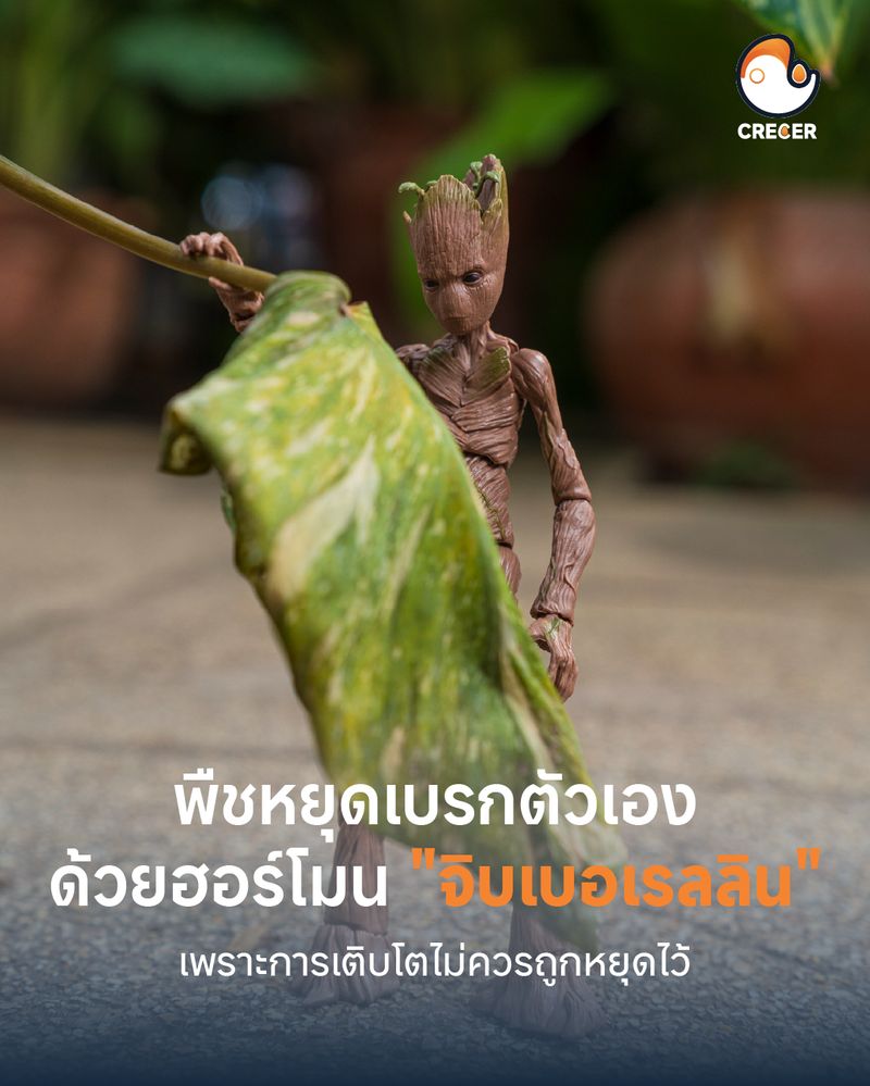 [C.Crecer ครีเซอร์ ] พืชหยุดเบรกตัวเองด้วยฮอร์โมน "จิบเบอเรลลิน" 🌳 จิบเบอเรลลิน (Gibberellin ...