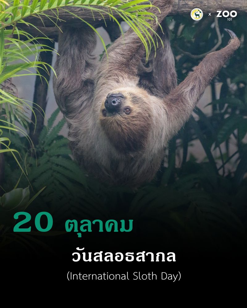 [ZOO 101] 20 ตุลาคม วันสลอธสากล International Sloth Day - October 20