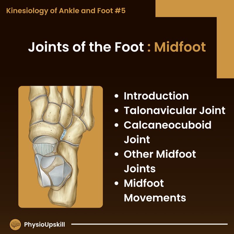 [Physioupskill] ## Episode145: Kinesiology of Ankle and Foot #5 Joints ...