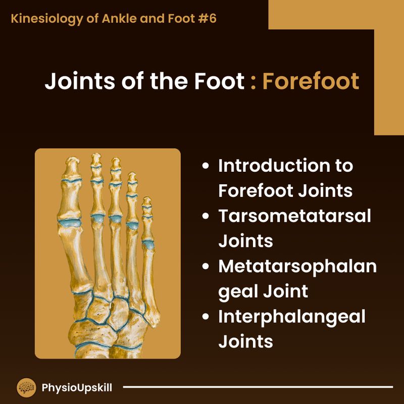 [Physioupskill] ## Episode146: Kinesiology of Ankle and Foot #6 Joints ...