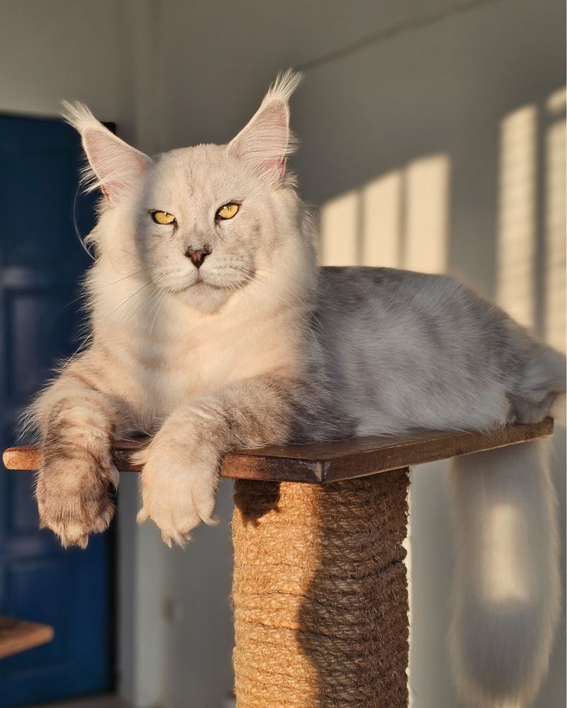 Maine Coon Riesen Der Sanfte Gigant Mythos Oder Realitatfeed