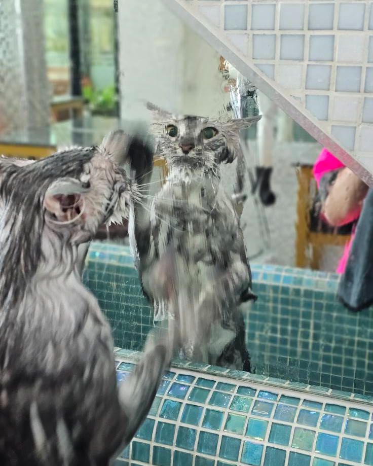 [Chanakarn Srihera] Maine Coon Spa: Verwöhnprogramm für seidig weiches ...