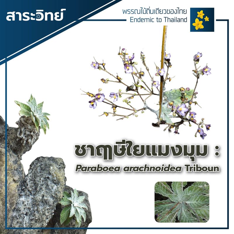 [นิตยสารสาระวิทย์] ชาฤๅษีใยแมงมุม : Paraboea arachnoidea Triboun พรรณ ...
