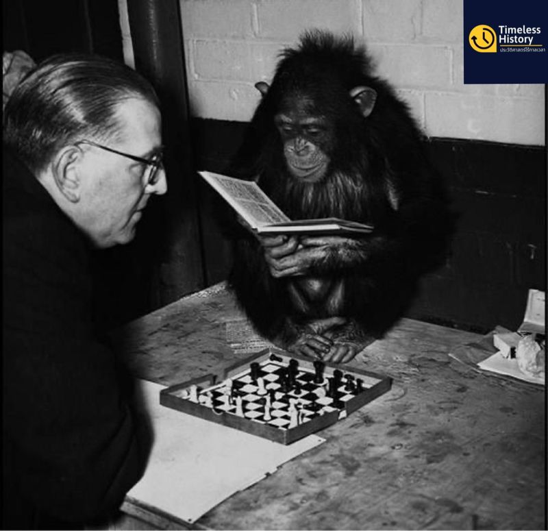 [Timeless History (ประวัติศาสตร์ไร้กาลเวลา)] "Humanzee“ ความจริงหรือ ...
